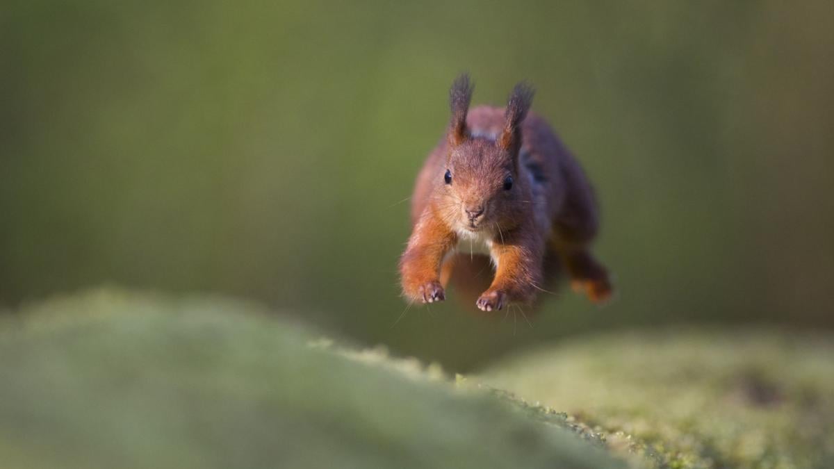 7 animaux sauvages à observer en Belgique | WWF Belgique